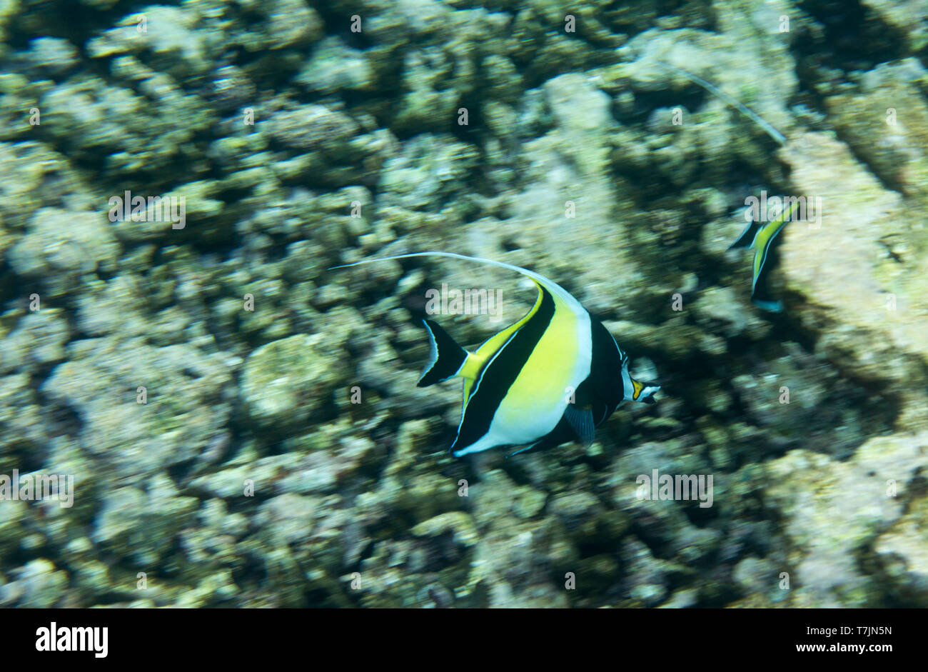 Butterfly fish in Seychelles endangered reef Stock Photo - Alamy
