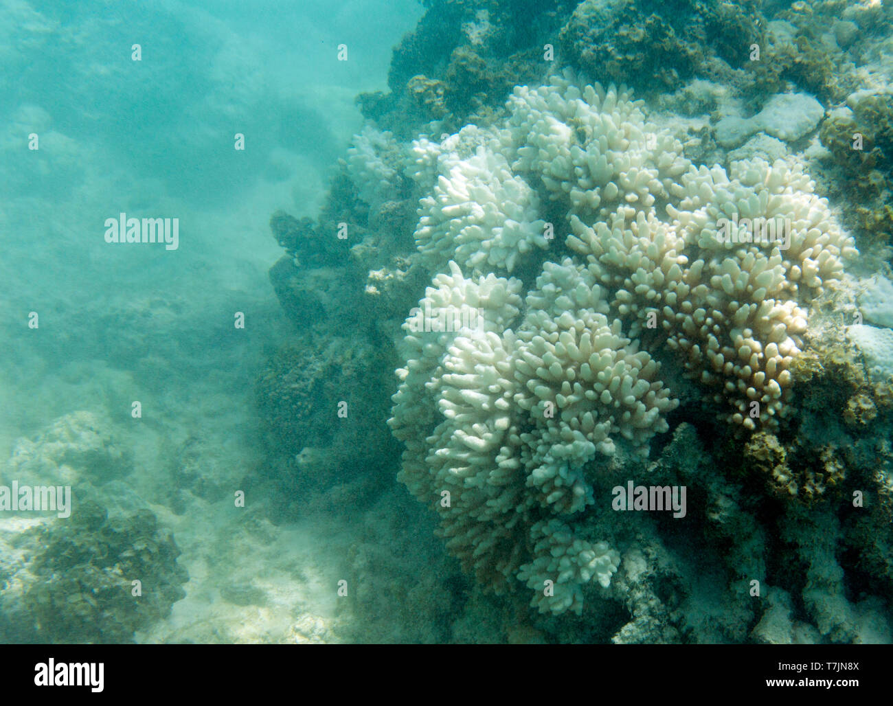 white and endangered corals in Seychelles coral reef Stock Photo - Alamy