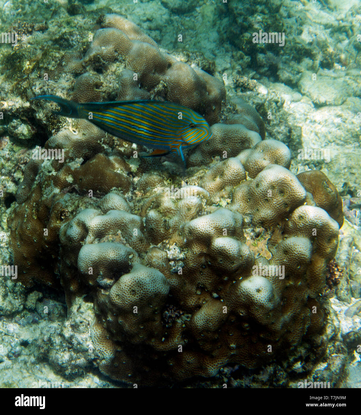 white and endangered corals in Seychelles coral reef Stock Photo - Alamy