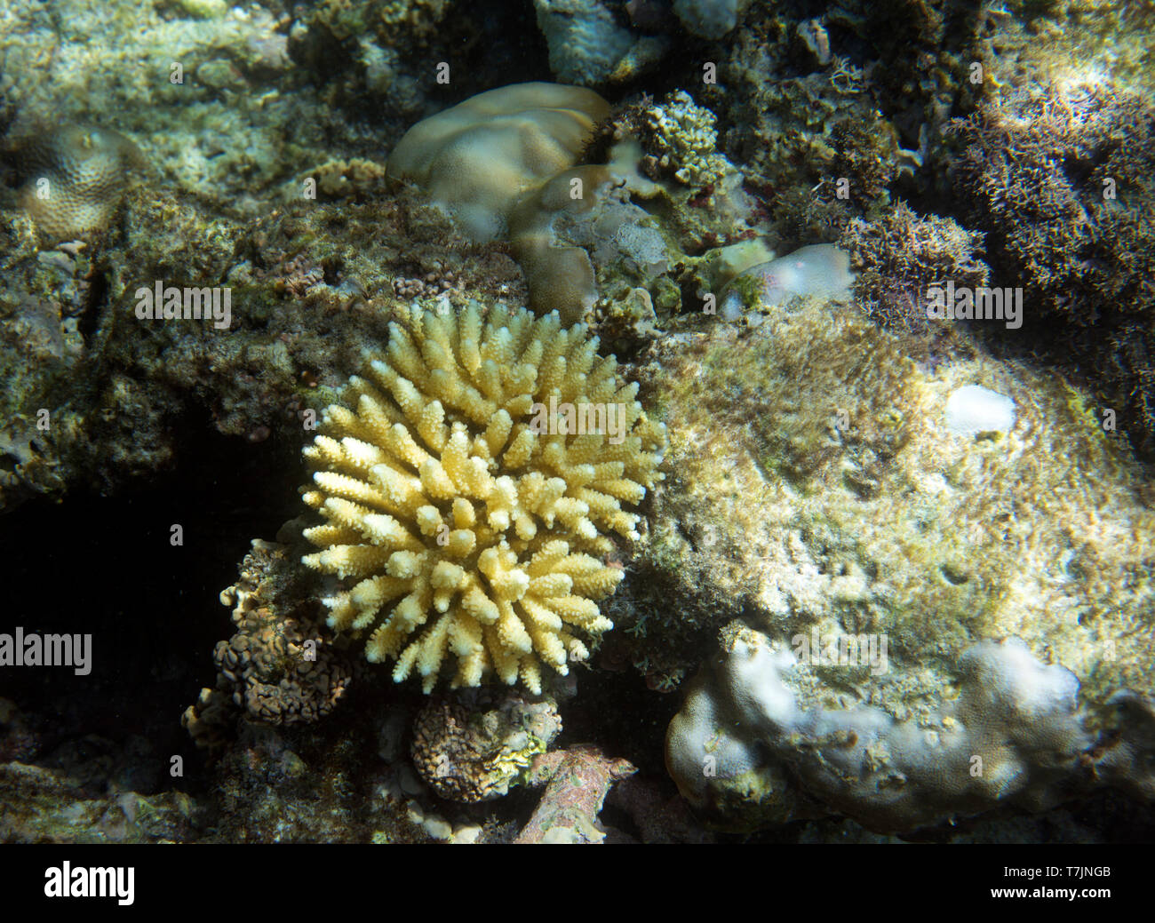 white and endangered corals in Seychelles coral reef Stock Photo - Alamy
