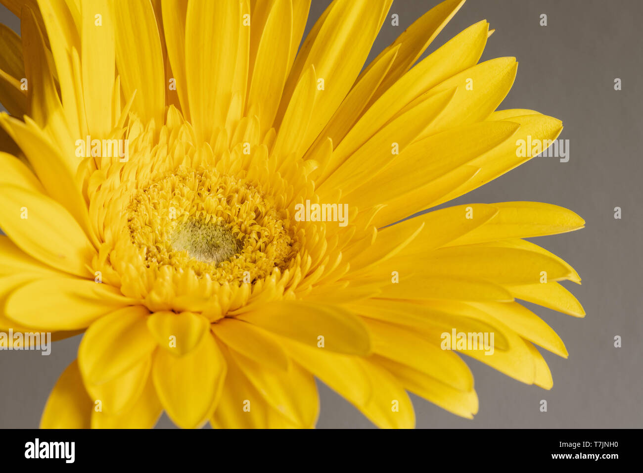 Yellow Gerber Daisy Stock Photo - Alamy