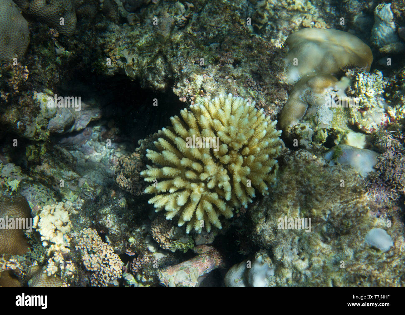 white and endangered corals in Seychelles coral reef Stock Photo - Alamy