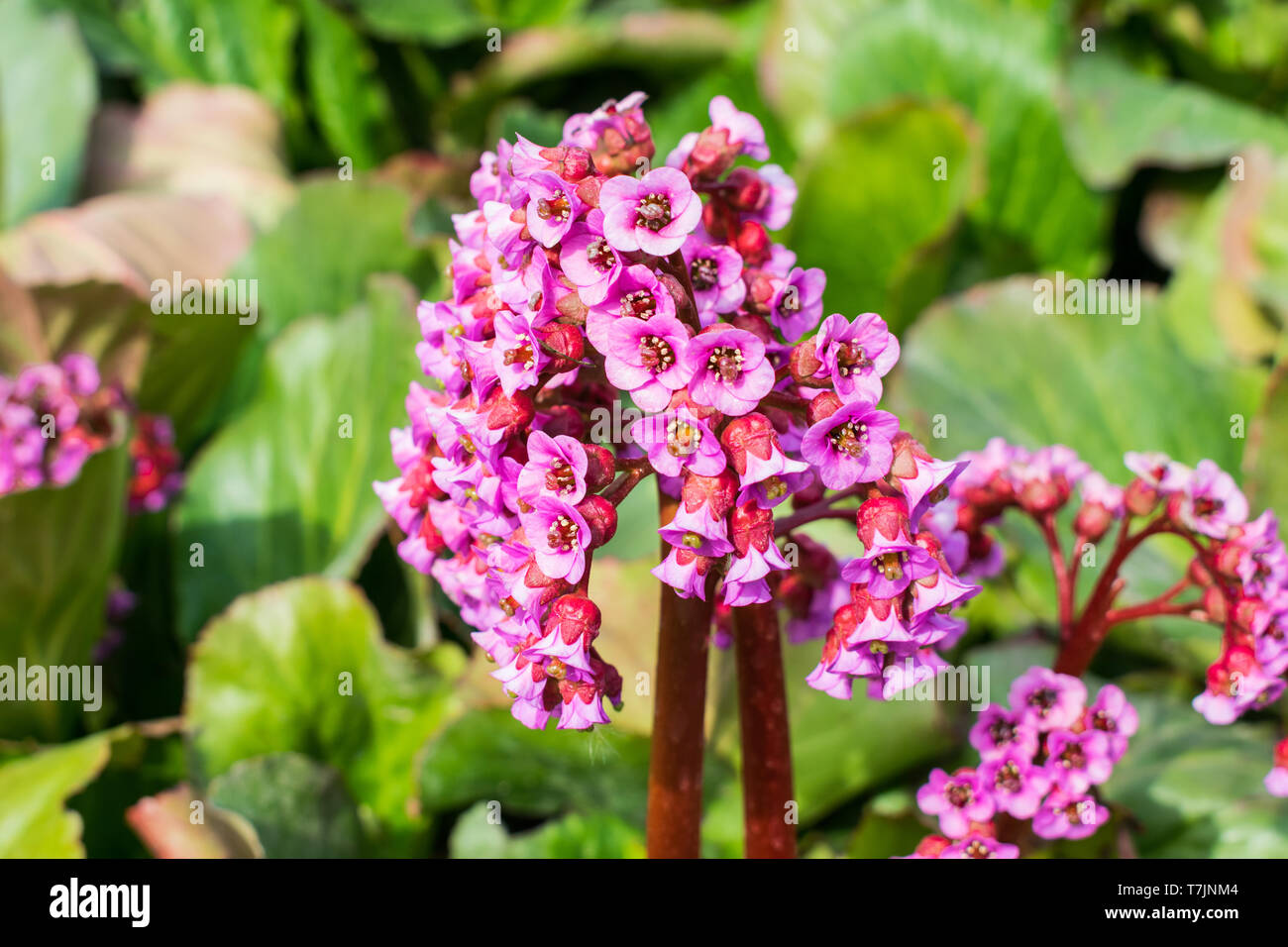 plants growing in the spring park flowering shrubs flowers Stock Photo ...
