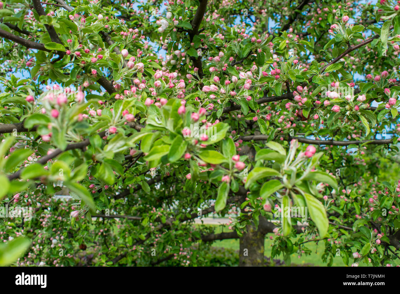 Pink and white flowering trees along the fence Spring time background ...