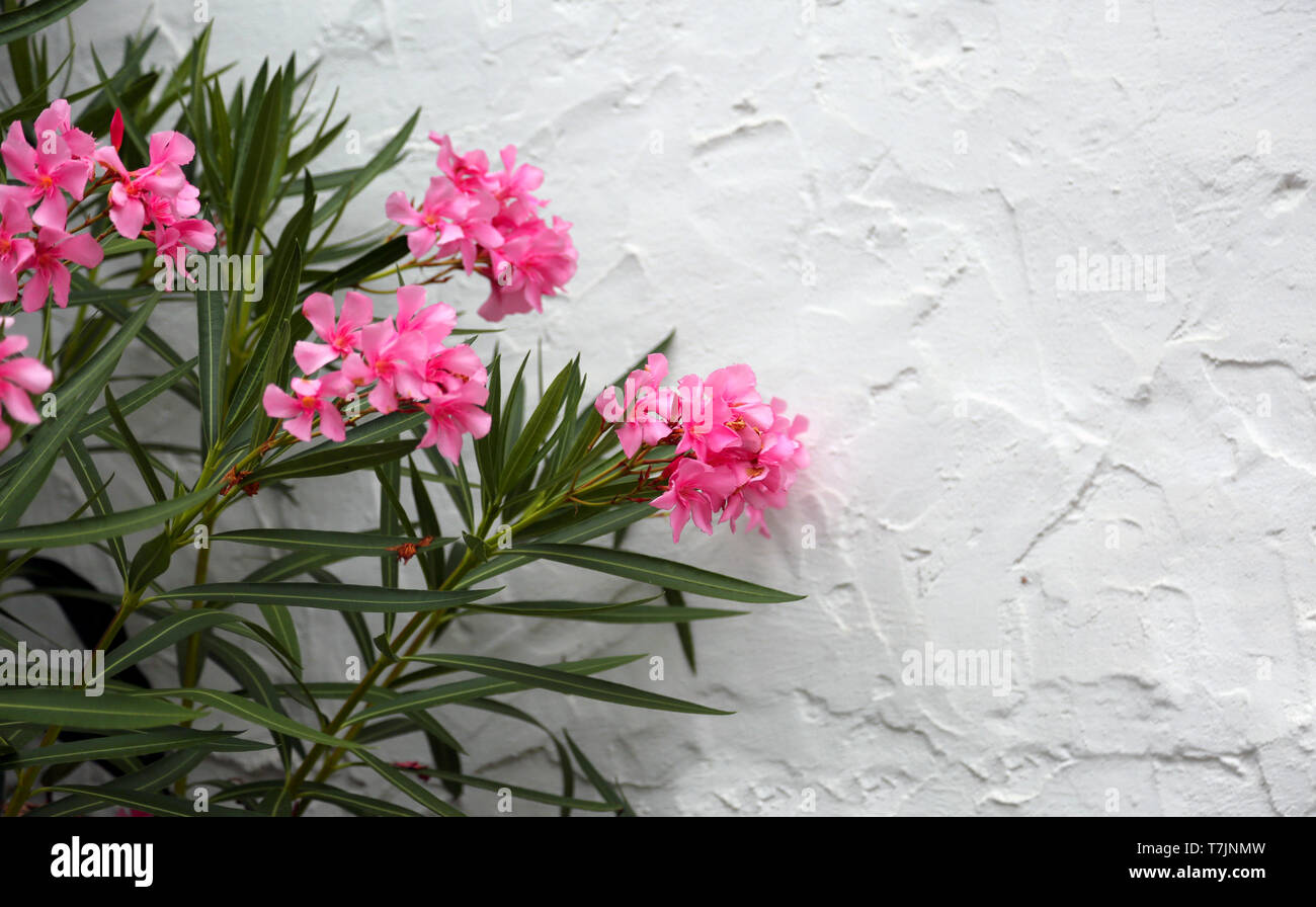 Flourishing oleander hi-res stock photography and images - Alamy