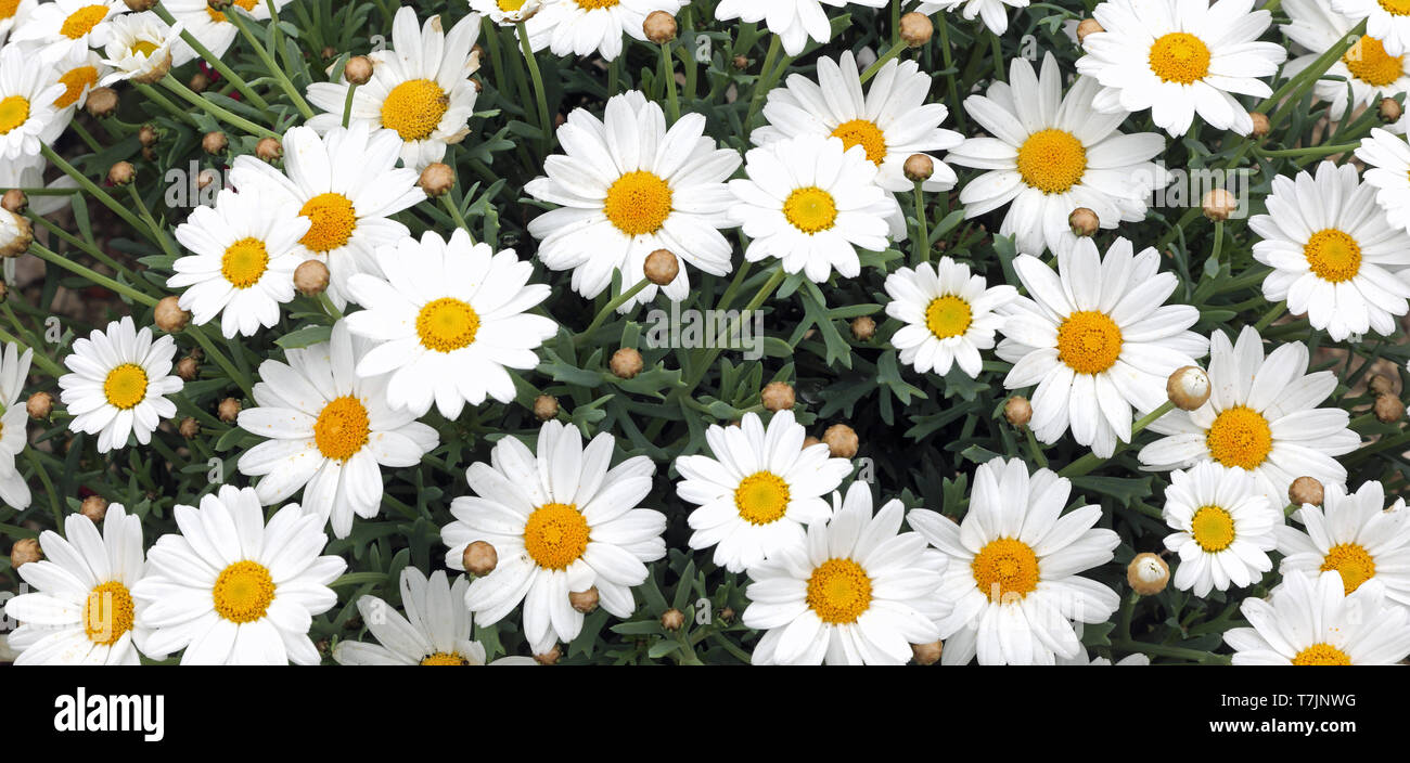 background of many white daisies in spring Stock Photo - Alamy