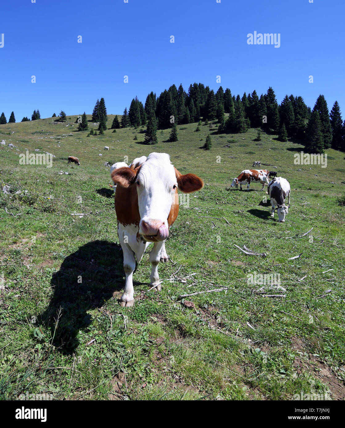 Fisheye lens cattle hi-res stock photography and images - Alamy