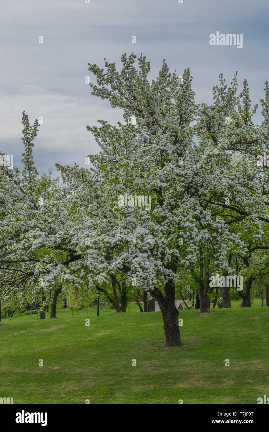 Pink and white flowering trees along the fence Spring time background ...