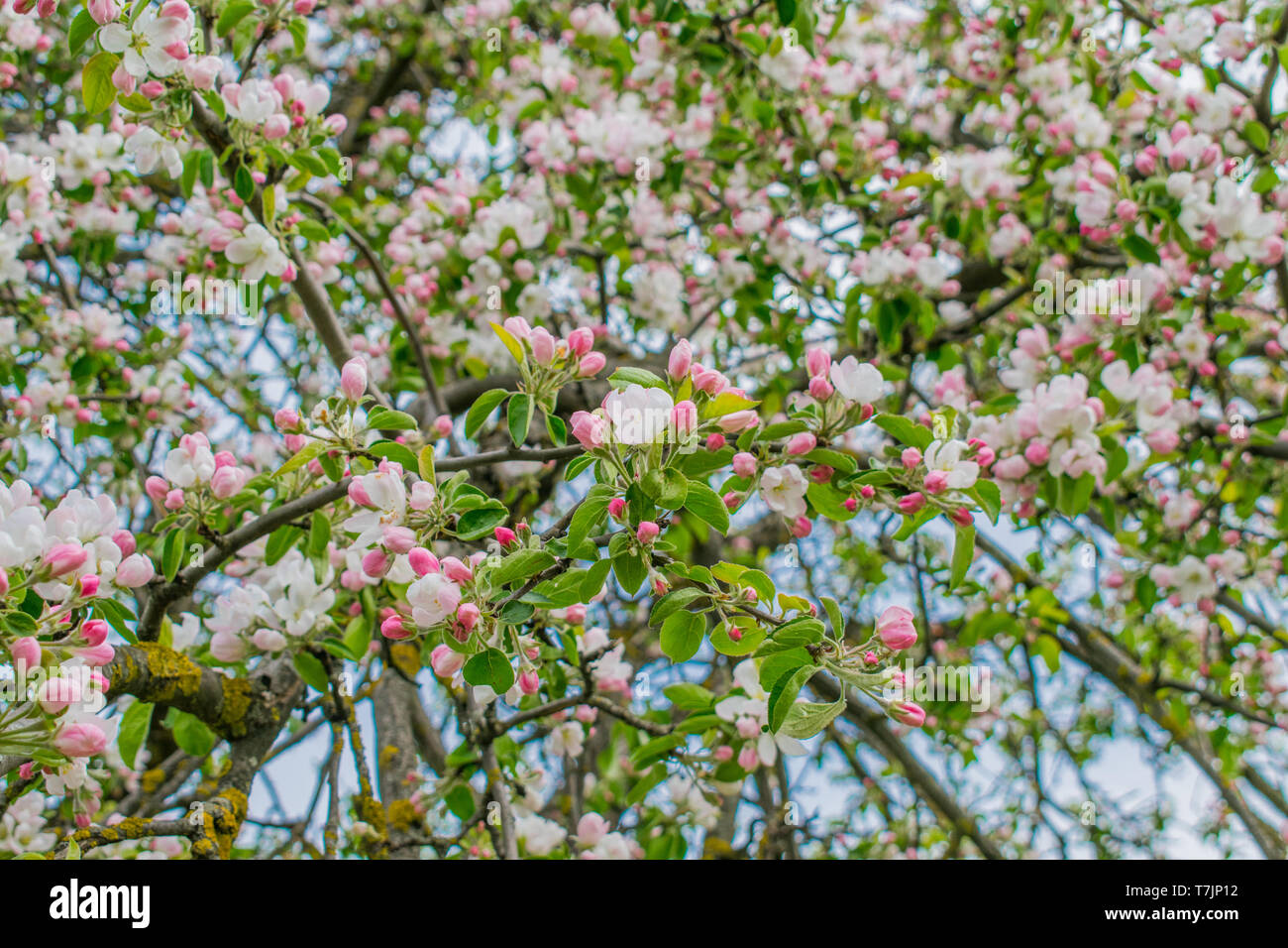 Pink and white flowering trees along the fence Spring time background ...