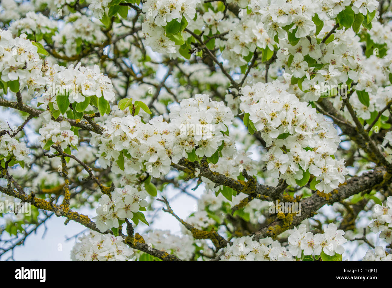 Pink and white flowering trees along the fence Spring time background ...