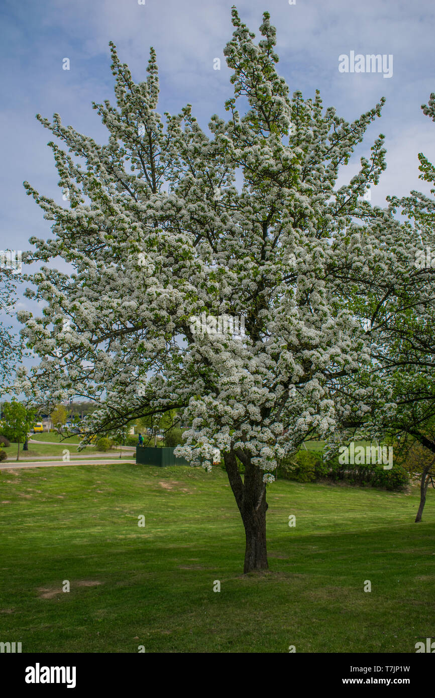 Pink and white flowering trees along the fence Spring time background ...