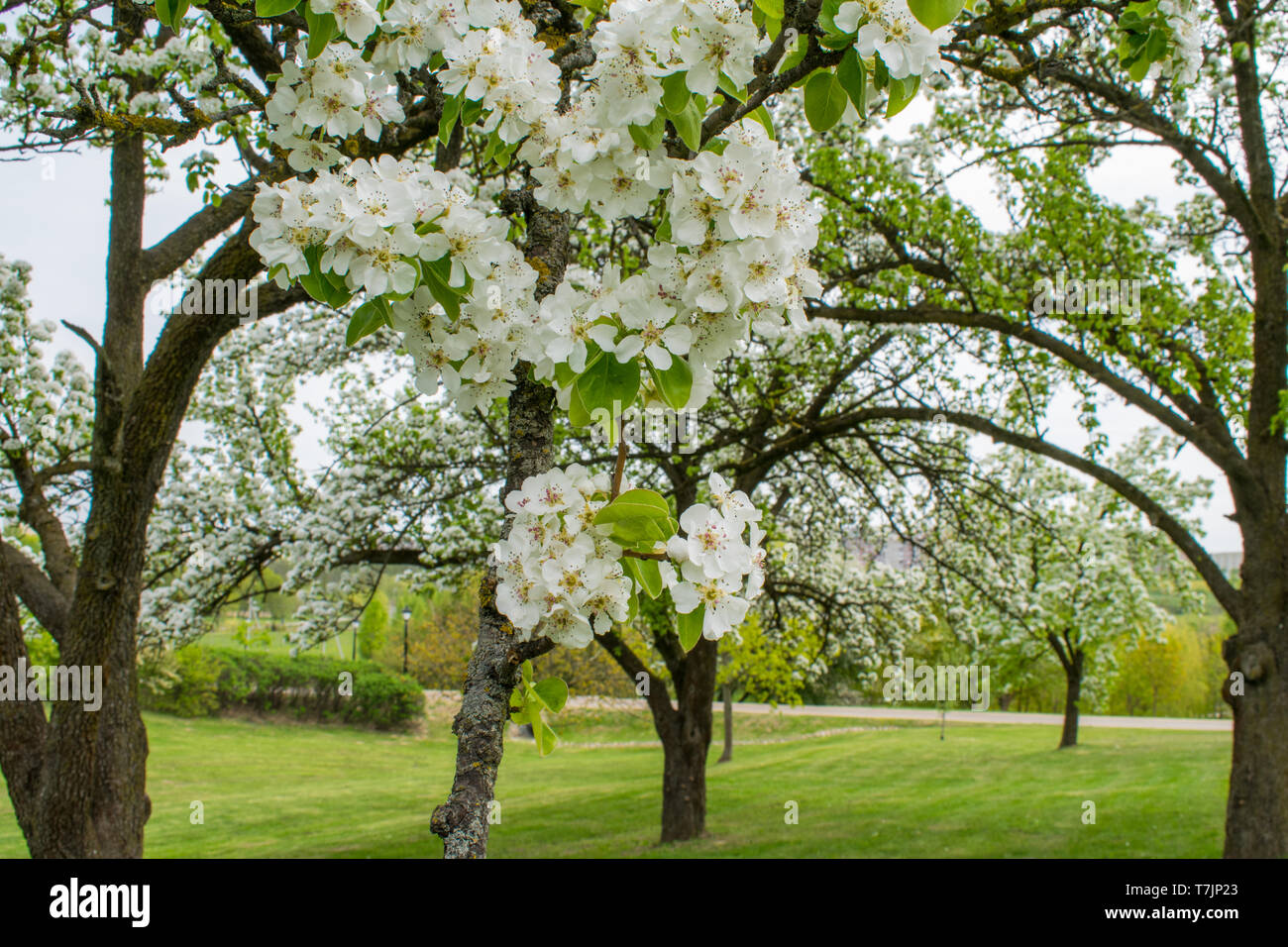 Pink and white flowering trees along the fence Spring time background ...