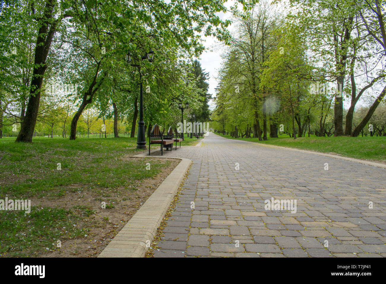 paths in a spring park landscape against a blue sky and green trees ...