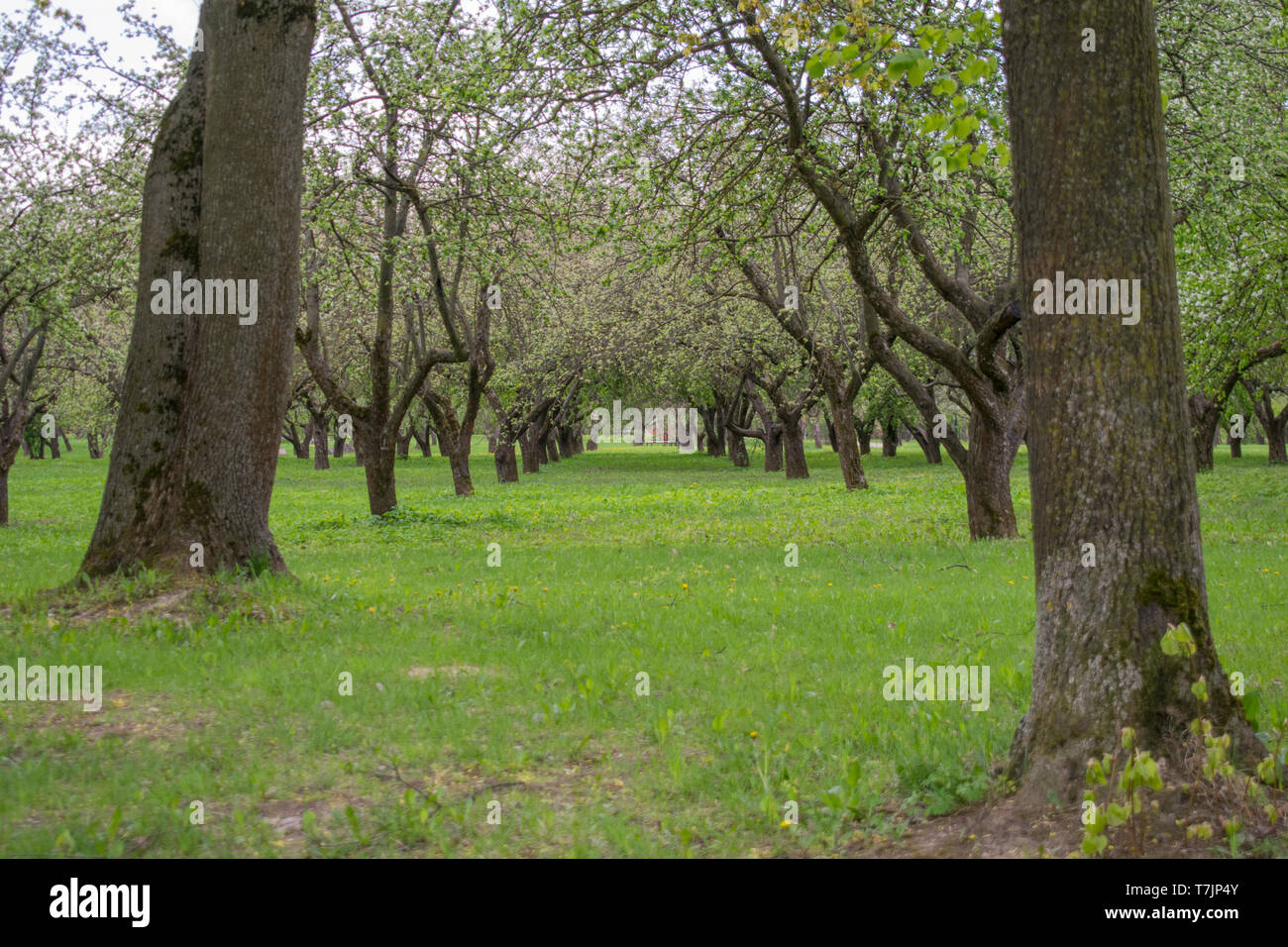 Closeup of the texture of a tree trunk growing in a park Stock Photo ...