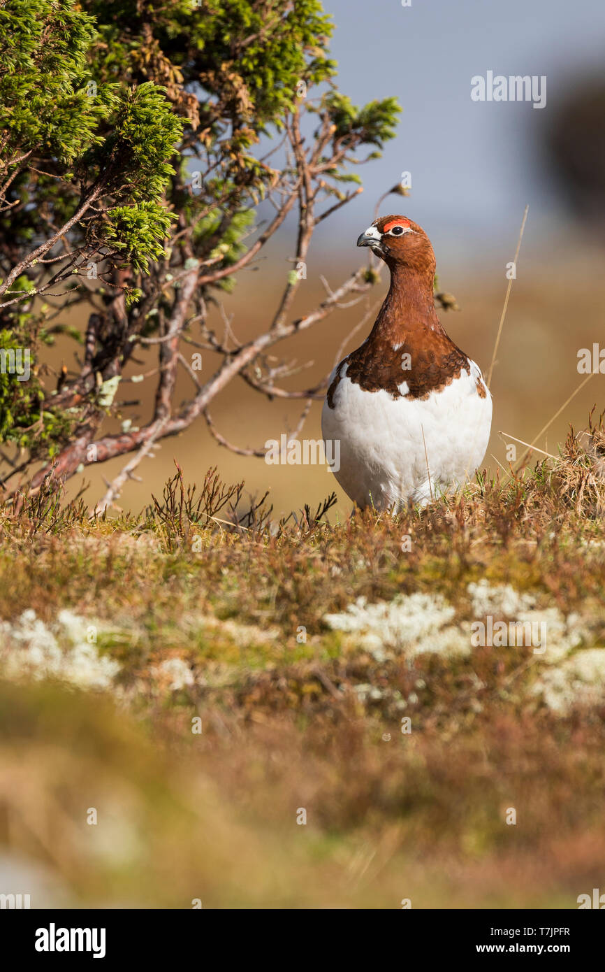 Willow grouse subspecies hi-res stock photography and images - Alamy