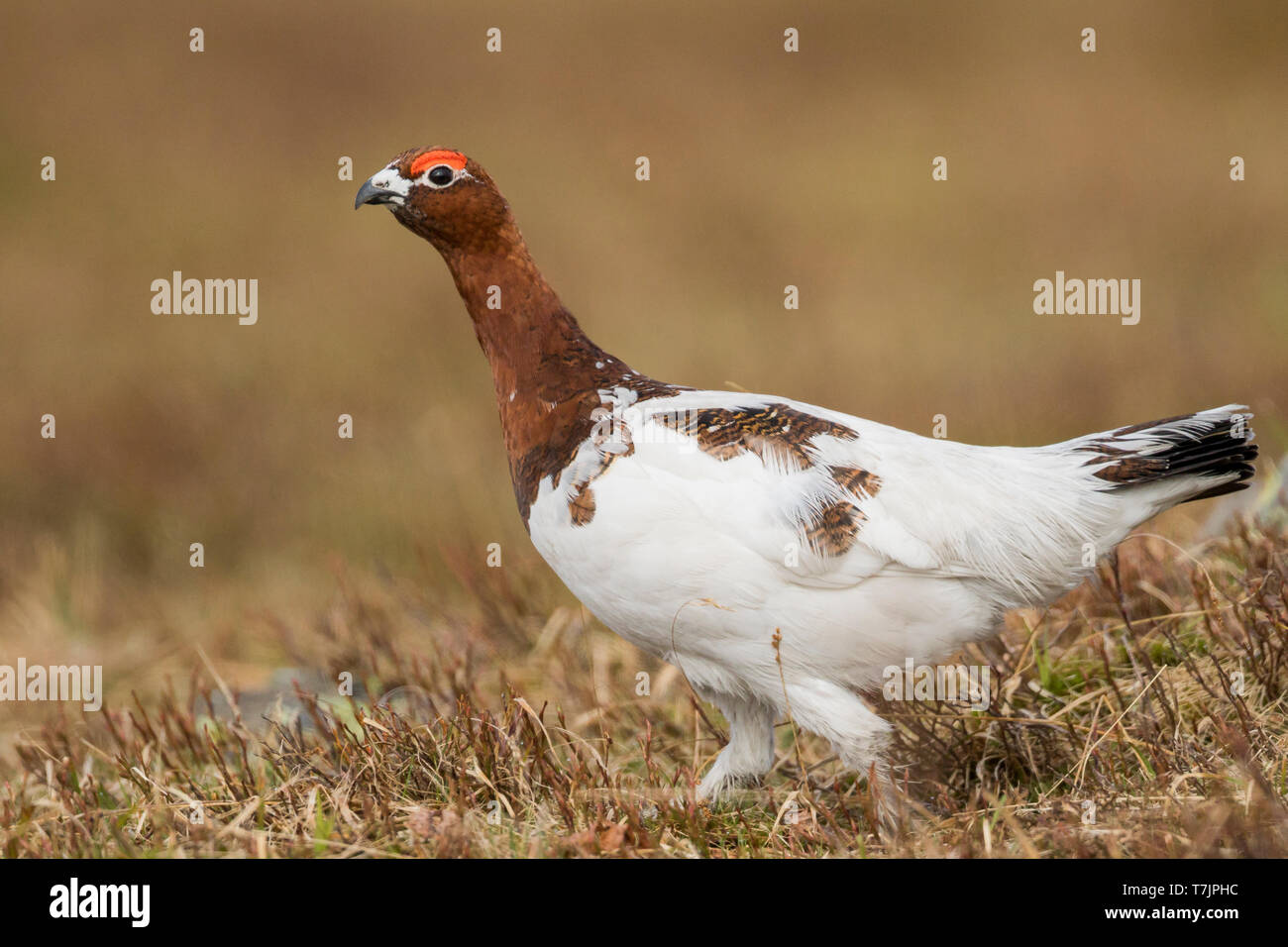 Willow grouse subspecies hi-res stock photography and images - Alamy