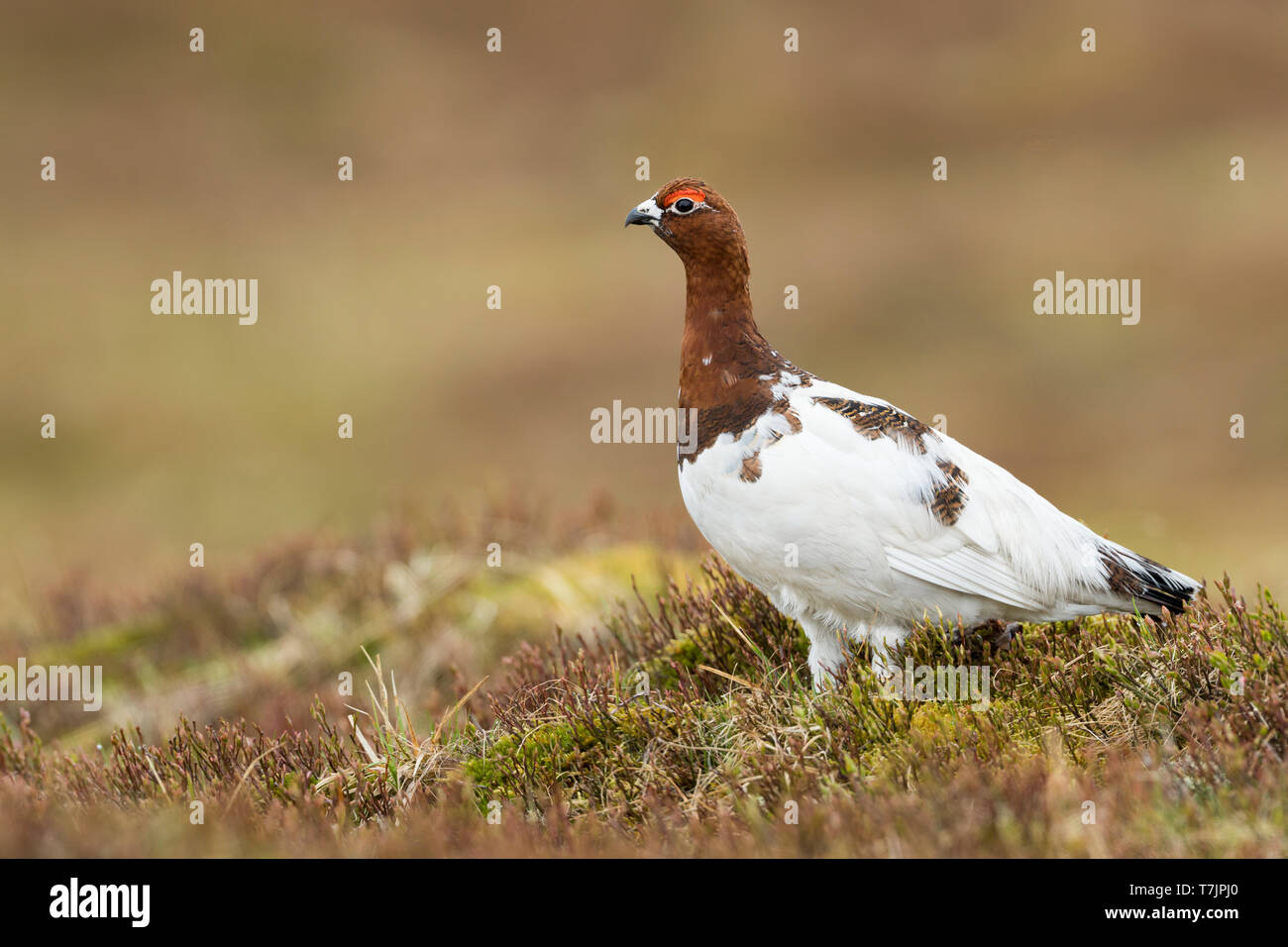 Willow moorland hi-res stock photography and images - Alamy
