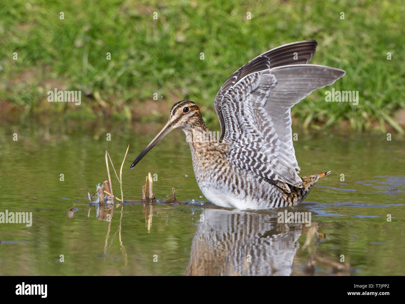 Wilson's Snipe (Gallinago delicata) showing under wing pattern in ...