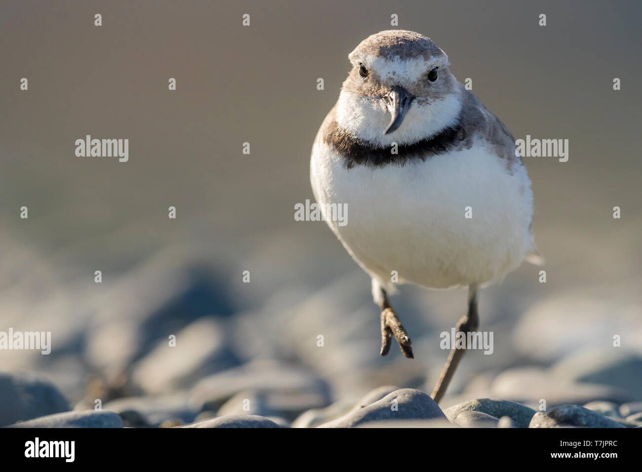 Adult Wrybill Anarhynchus frontalis, standing in a river bed, South ...