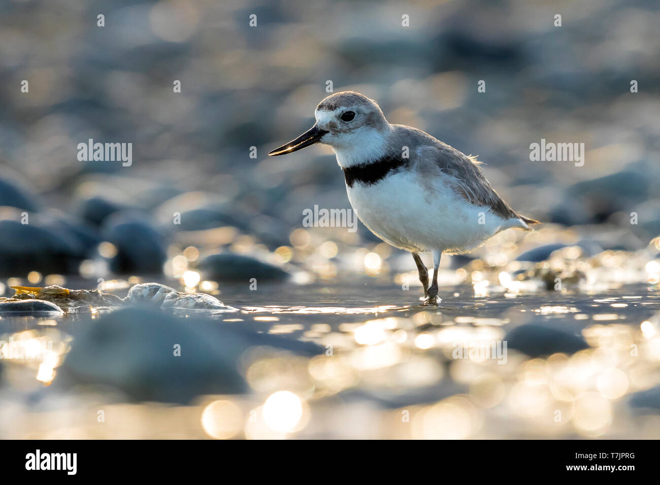 Adult Wrybill Anarhynchus frontalis, standing in a river bed, South ...