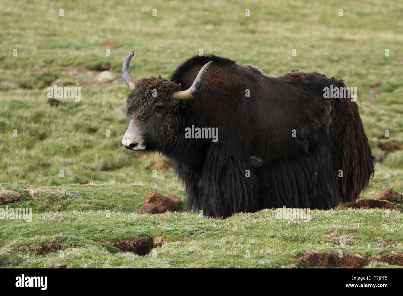 Wil Yak (Bos mutus), a long-haired species of bovid, on the Tibetan ...