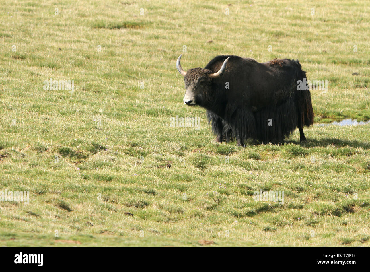 Wil Yak (Bos mutus), a long-haired species of bovid, on the Tibetan ...
