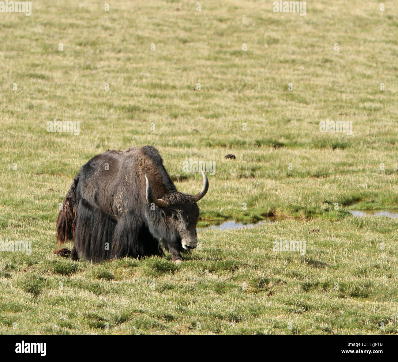 Bos mutus wild yak fur hi-res stock photography and images - Alamy