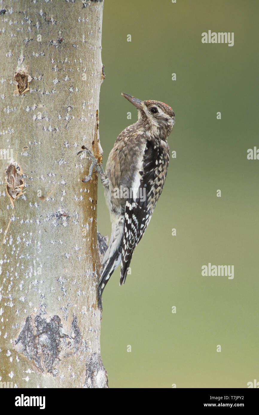 Immature Yellow-bellied Sapsucker (Sphyrapicus varius) Kern Co ...