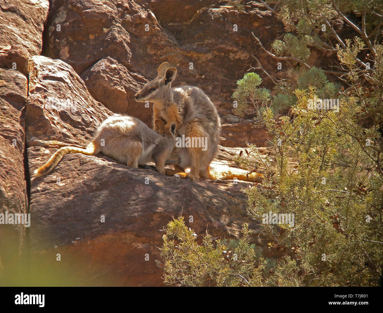 Mother Yellow-footed Rock-wallaby or Ring-tailed wallaby (Petrogale ...