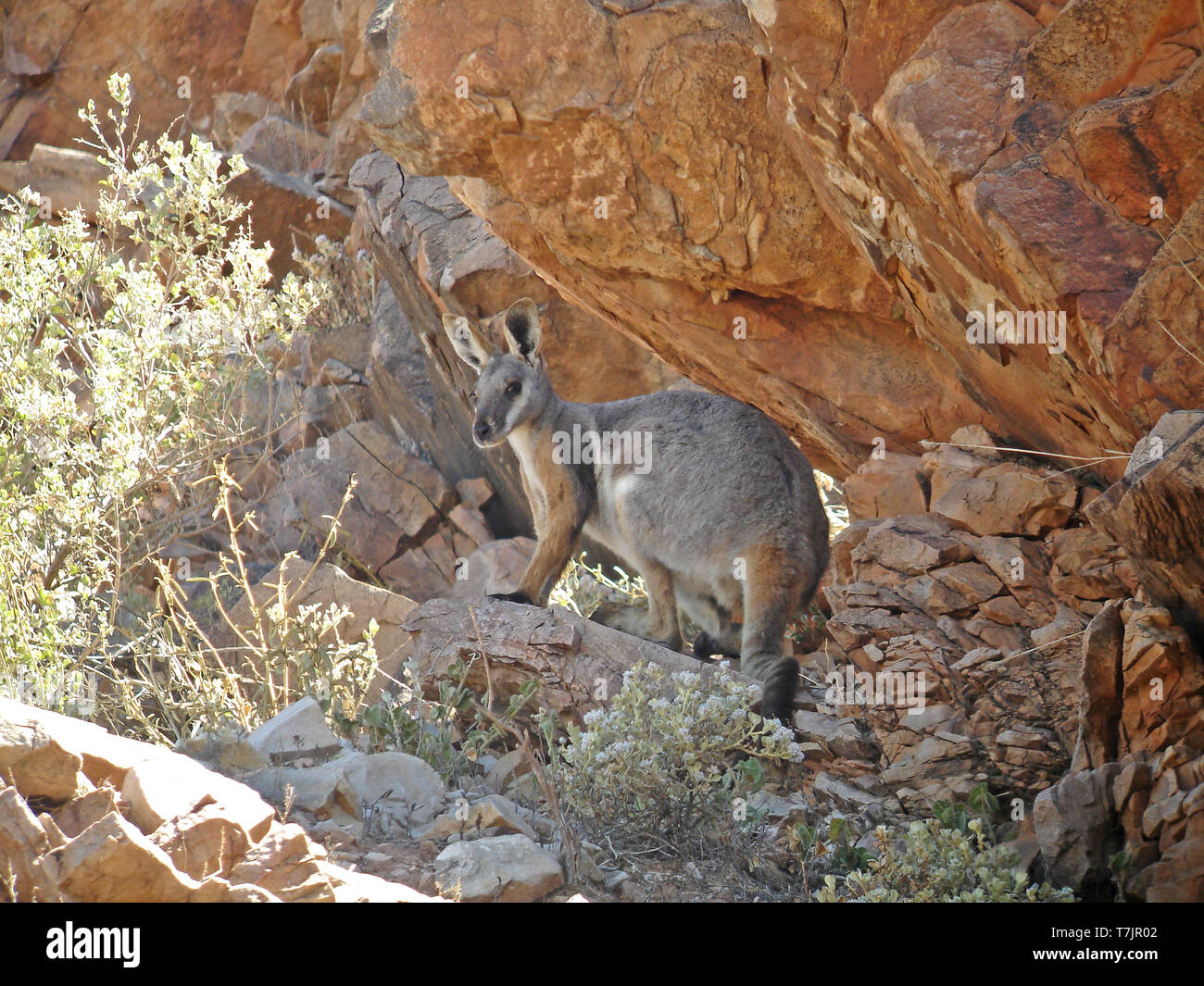 Ring tailed wallaby hi-res stock photography and images - Alamy