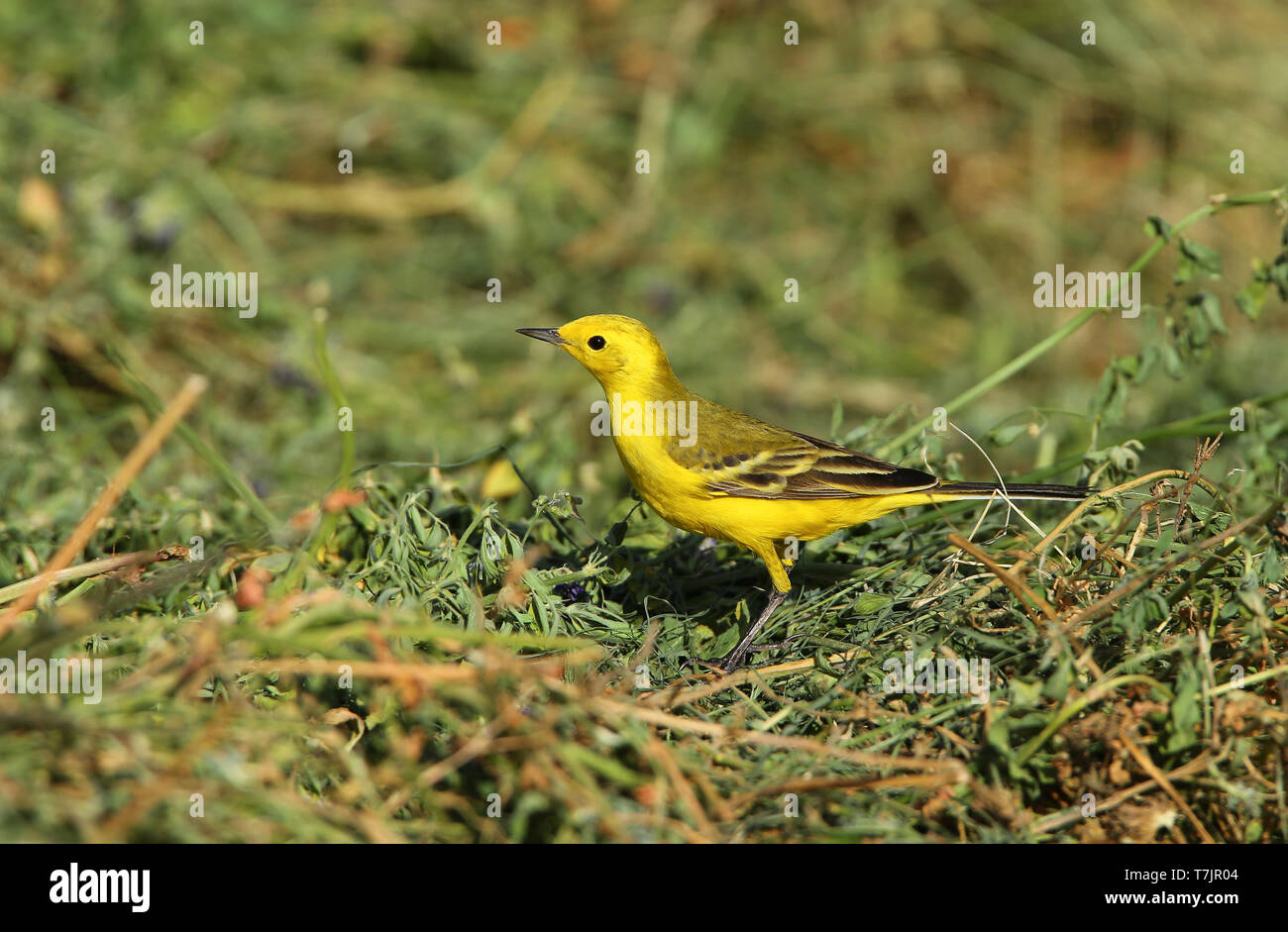 Spring adult male Yellow-headed Wagtail (Motacilla flava lutea) at Al ...