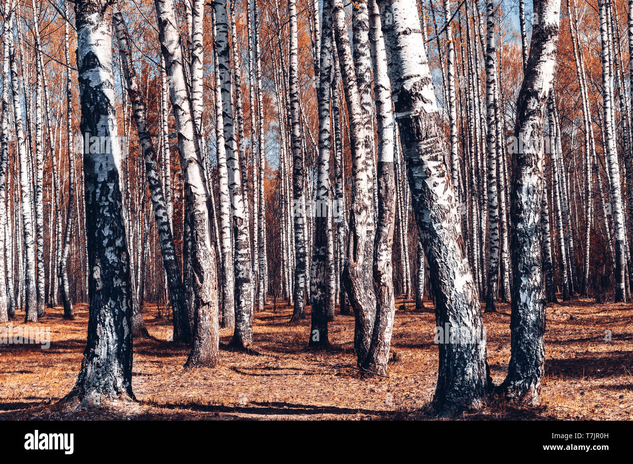 White birch forest background at fall. Birch texture Stock Photo - Alamy