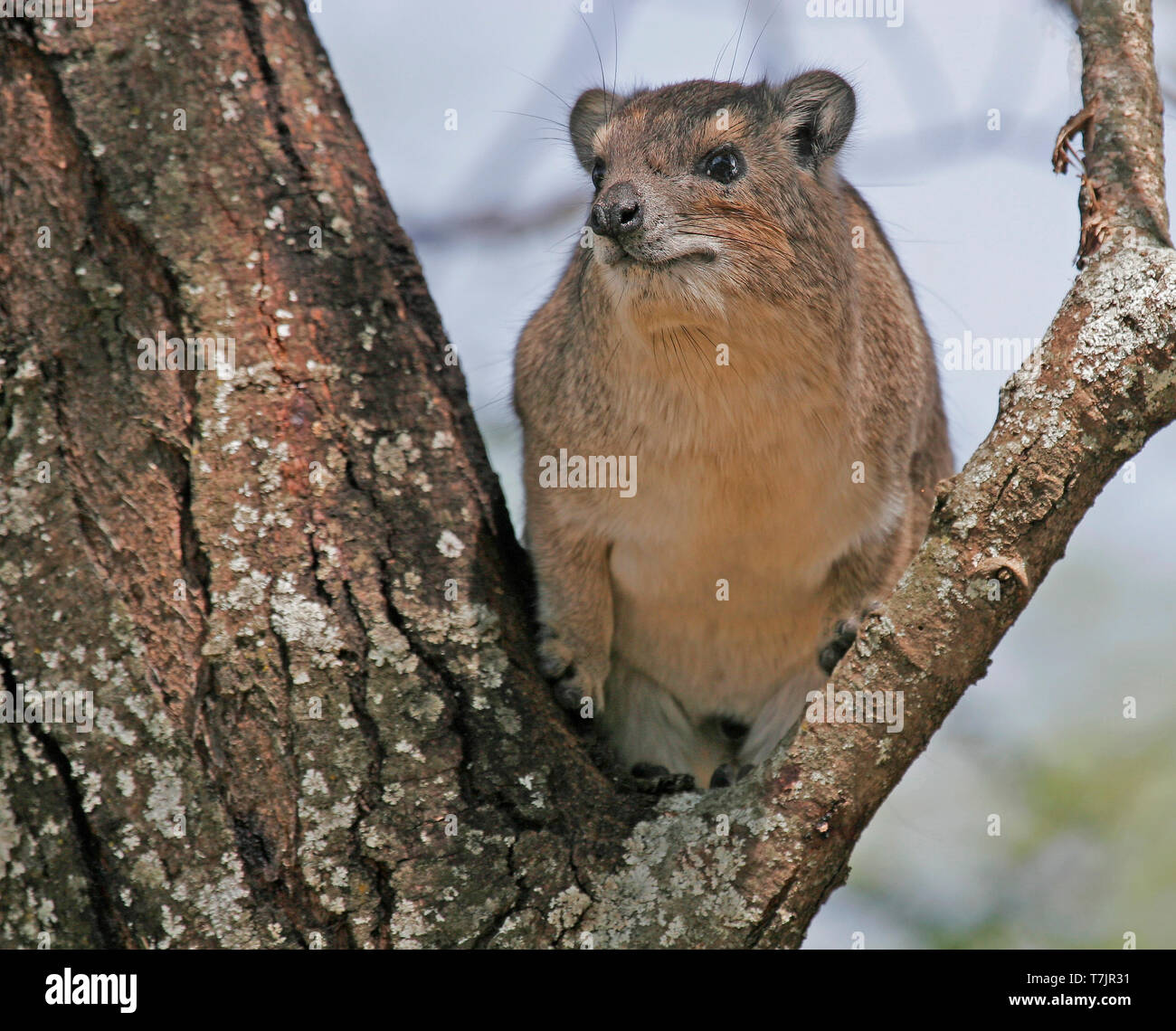 Hyrax in a tree hi-res stock photography and images - Alamy