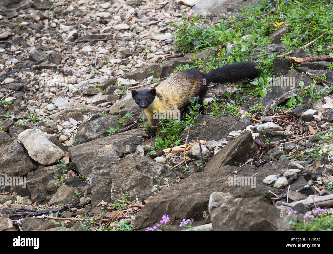 Marte rock hi-res stock photography and images - Alamy
