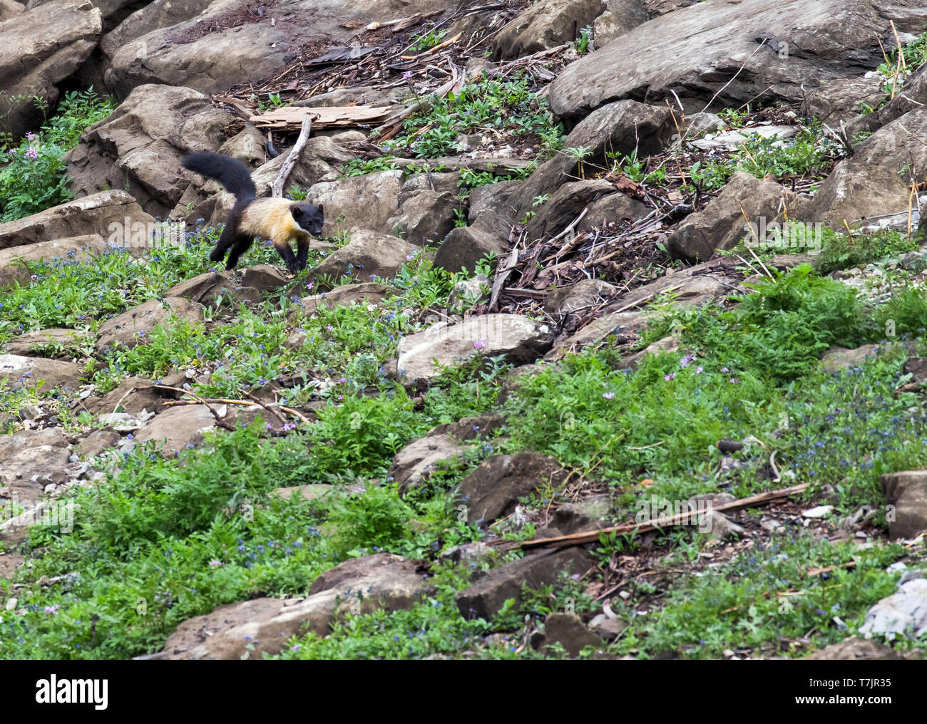 Marte rock hi-res stock photography and images - Alamy