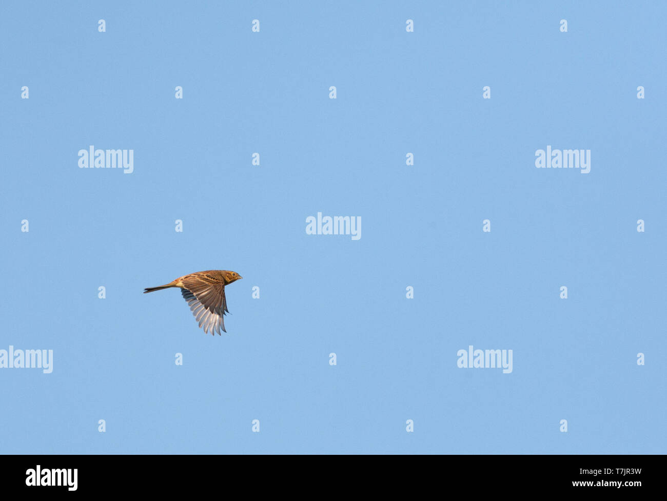 Wintering female (Yellowhammer, Emberiza citrinella) flying past near ...