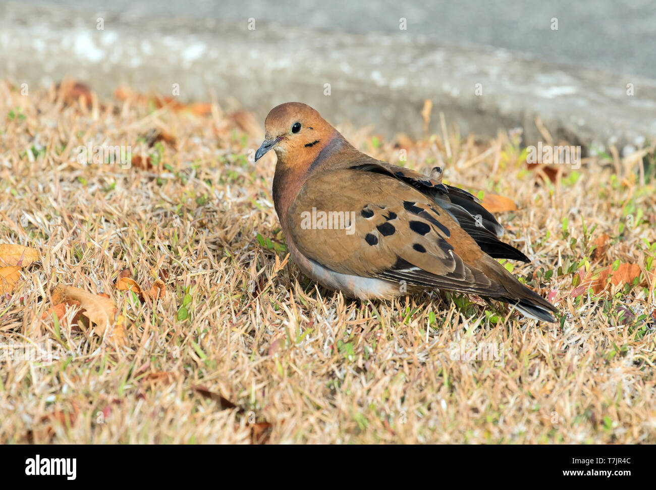 Zenaida aurita zenaida dove hi-res stock photography and images - Alamy