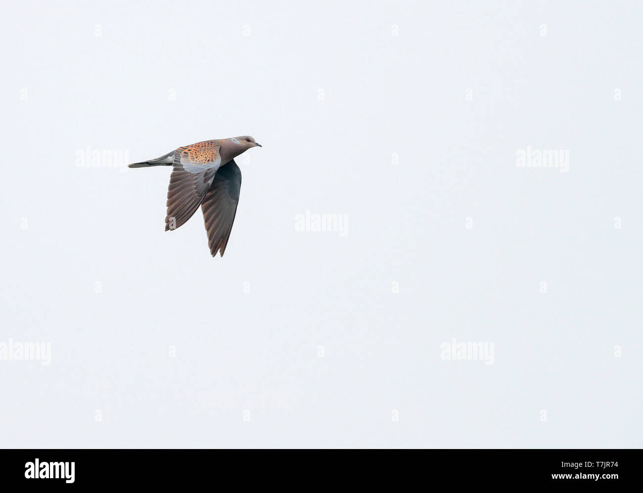 Turtle Dove (Streptopelia turtur) in flight during migration time in ...