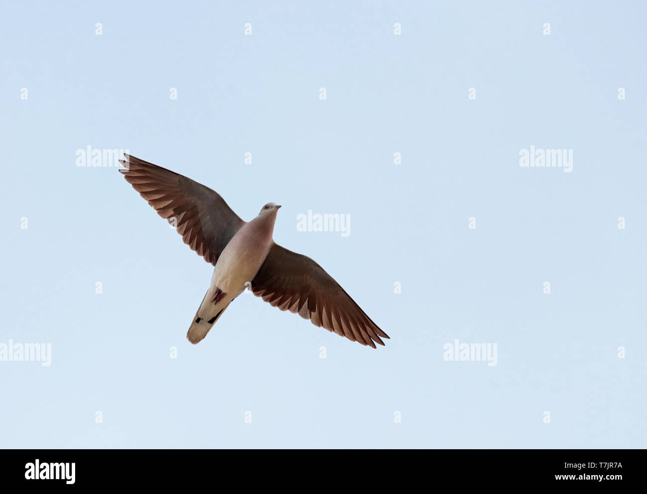 Turtle Dove (Streptopelia turtur) in flight during migration time in ...