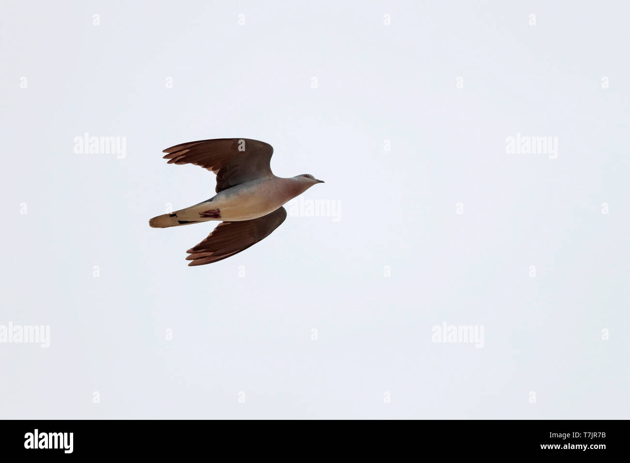 Turtle Dove (Streptopelia turtur) in flight during migration time in ...
