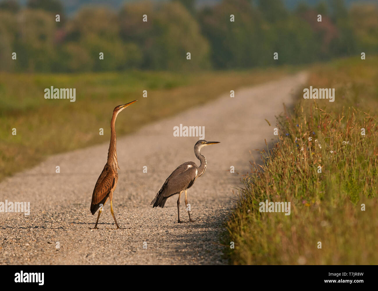 Onvolwassen Purperreiger en Blauwe Reiger; Immature Purple Heron and ...