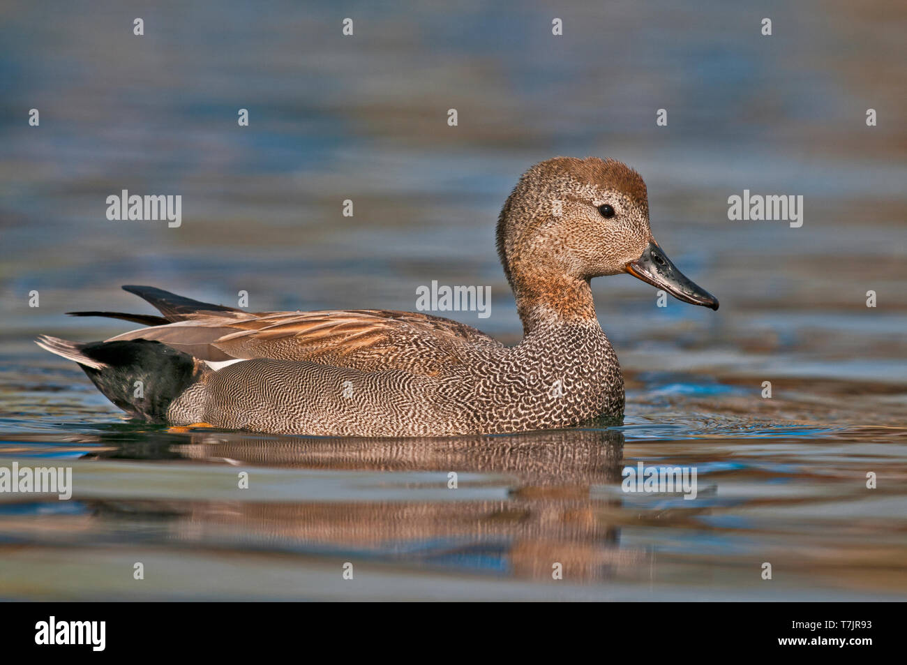 Krakeenden hi-res stock photography and images - Alamy