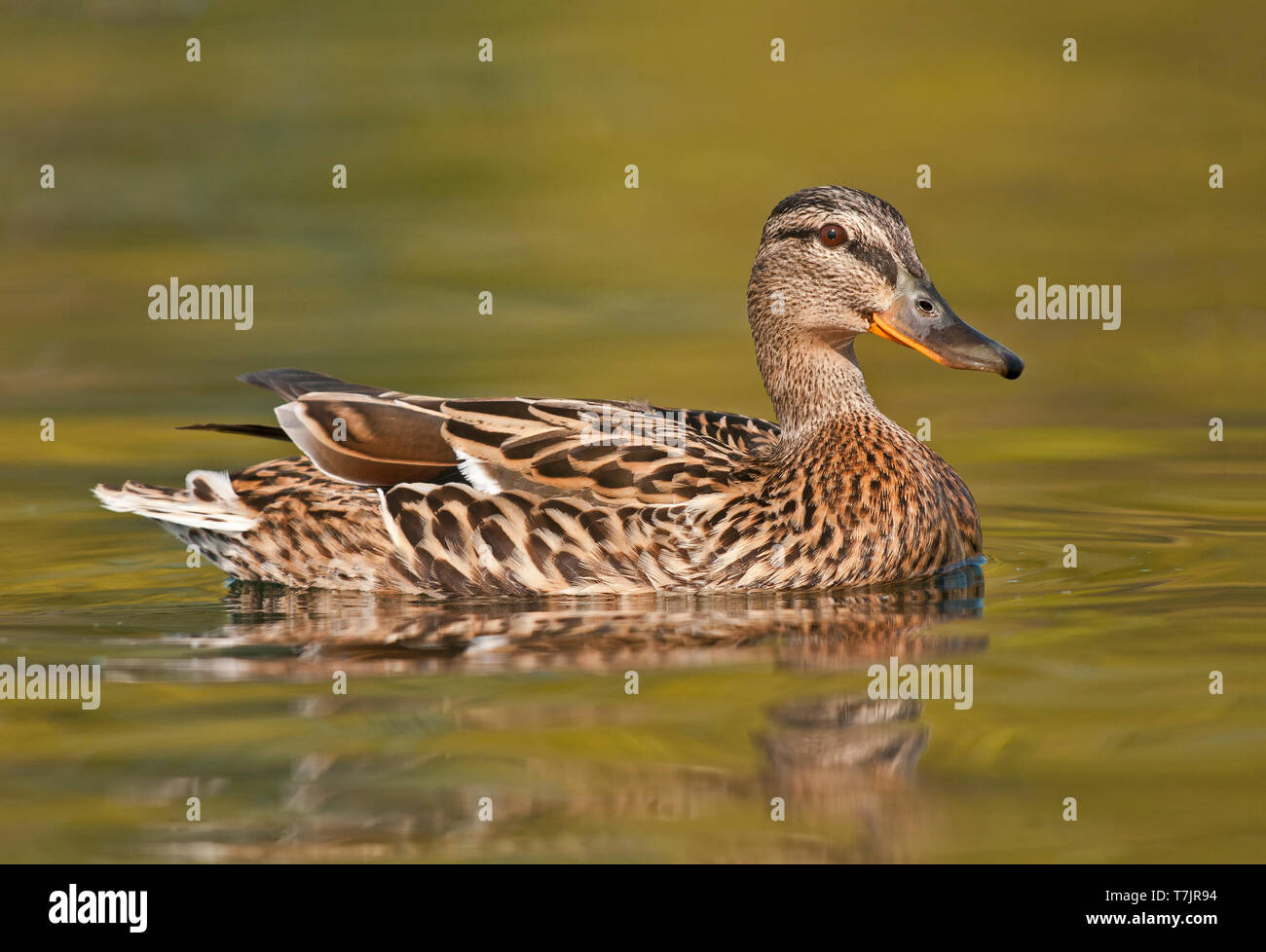 Female Mallard swimming Stock Photo - Alamy