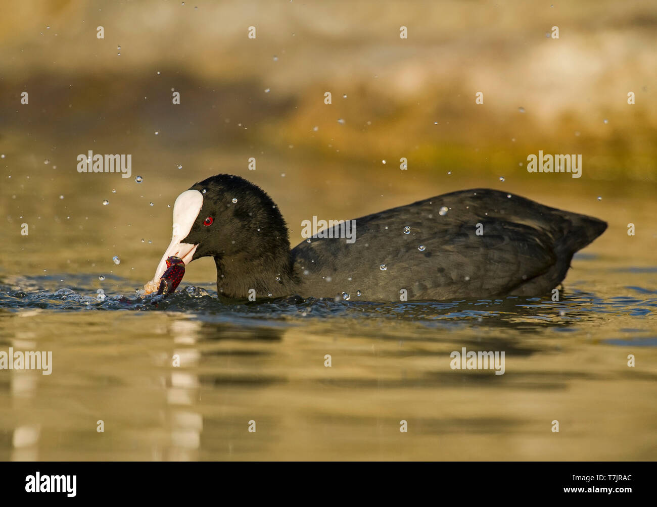 Vogel oiseau oiseaux hi-res stock photography and images - Alamy