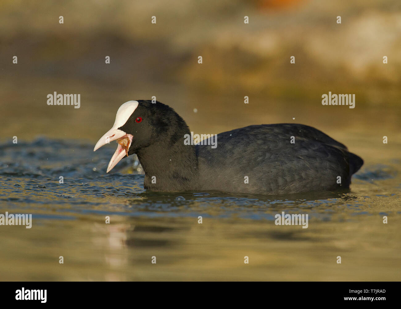 Vogel oiseau oiseaux hi-res stock photography and images - Alamy