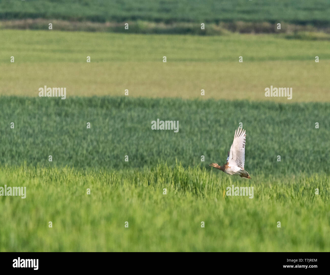 Female Little Bustard (Tetrax tetrax) in flight near a lek in Catalonia ...