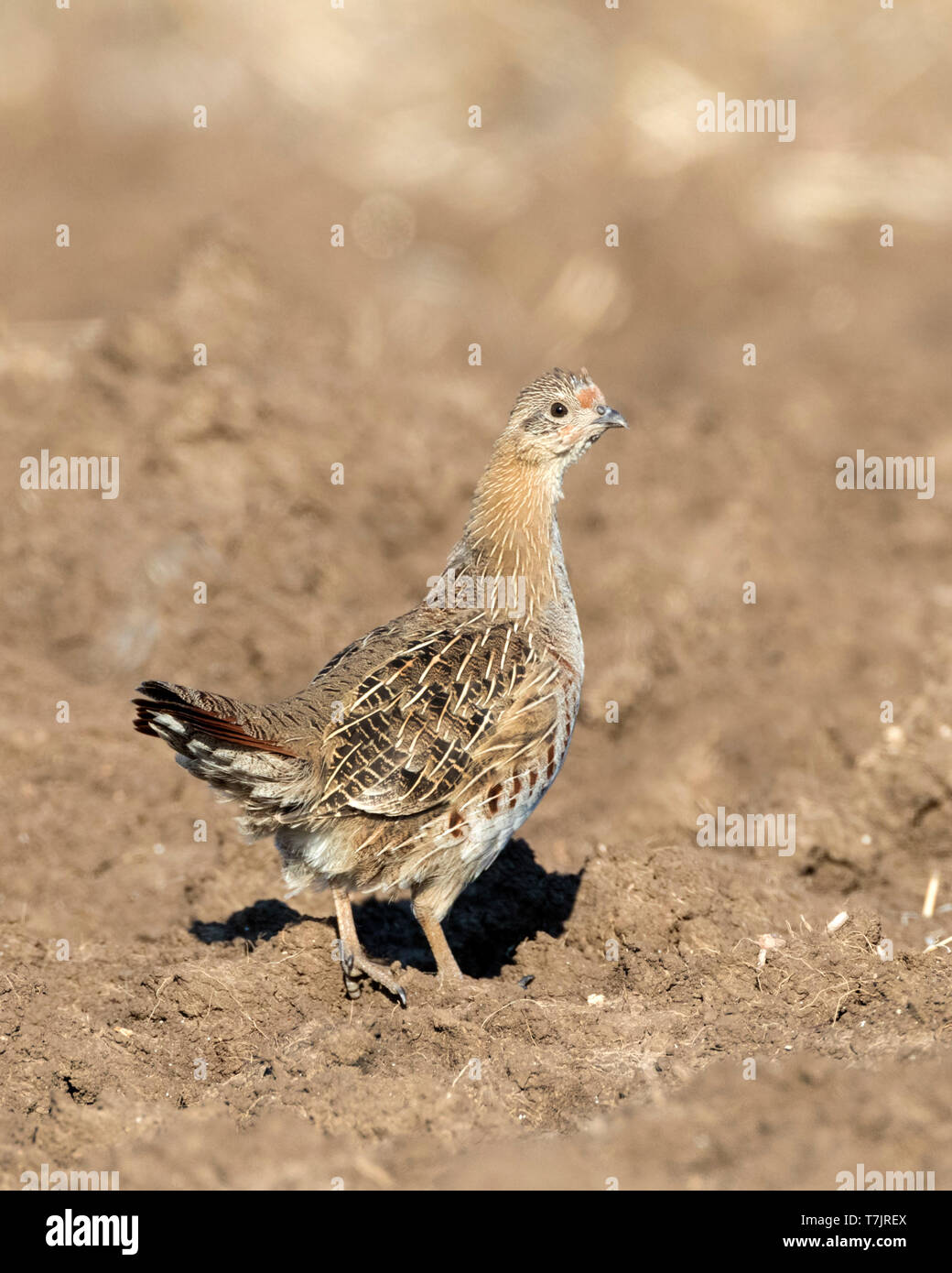 Juvenile bird on land hi-res stock photography and images - Alamy