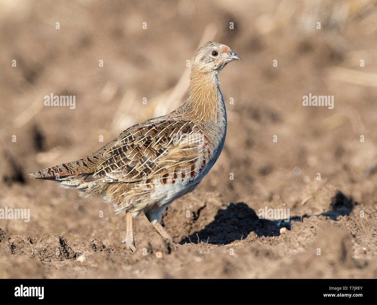 Juvenile Grey Partridge (Perdix perdix) walking on agricultural land in ...