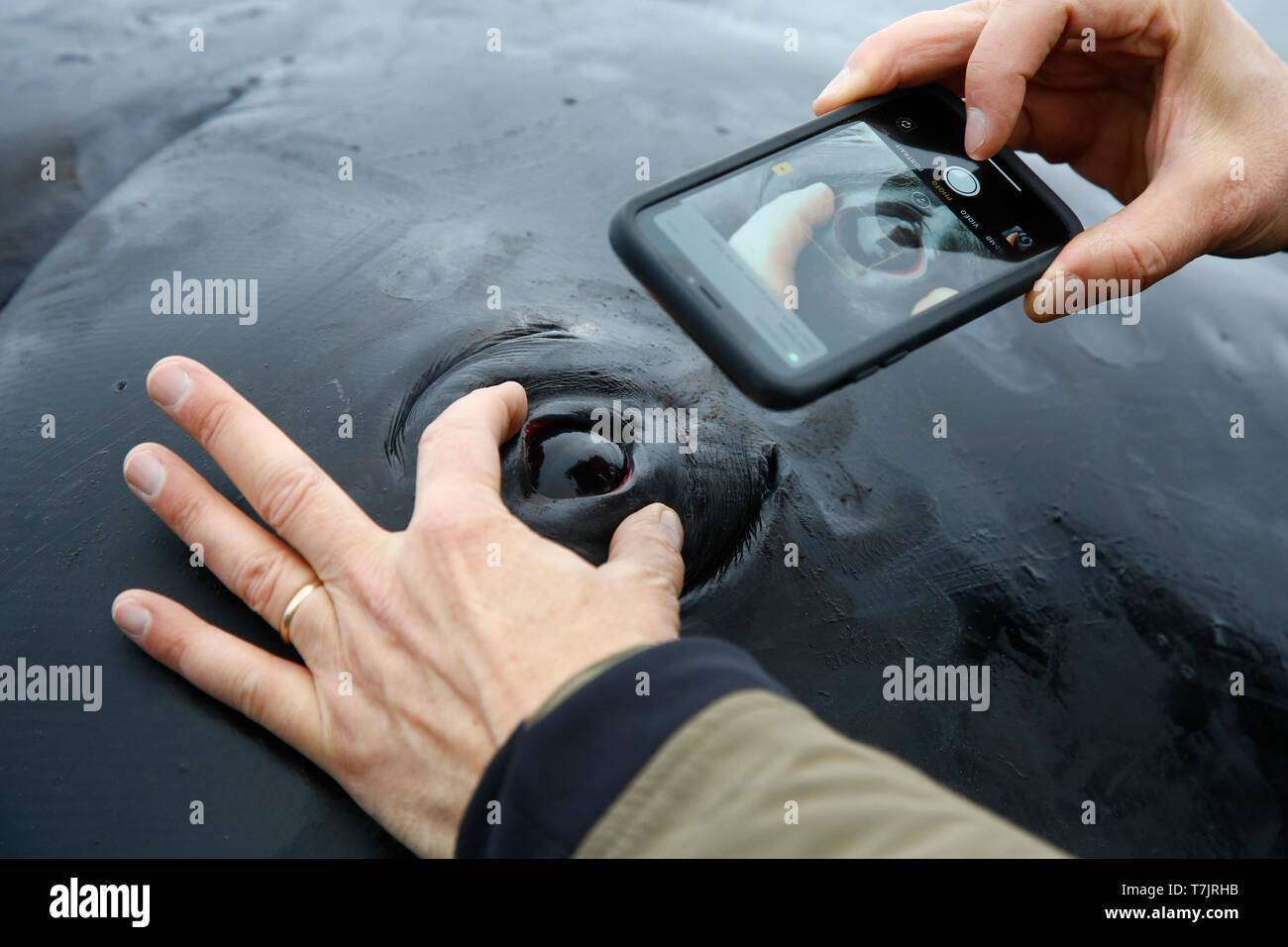 Groenlandse Walvis; Bowhead Whale Stock Photo - Alamy