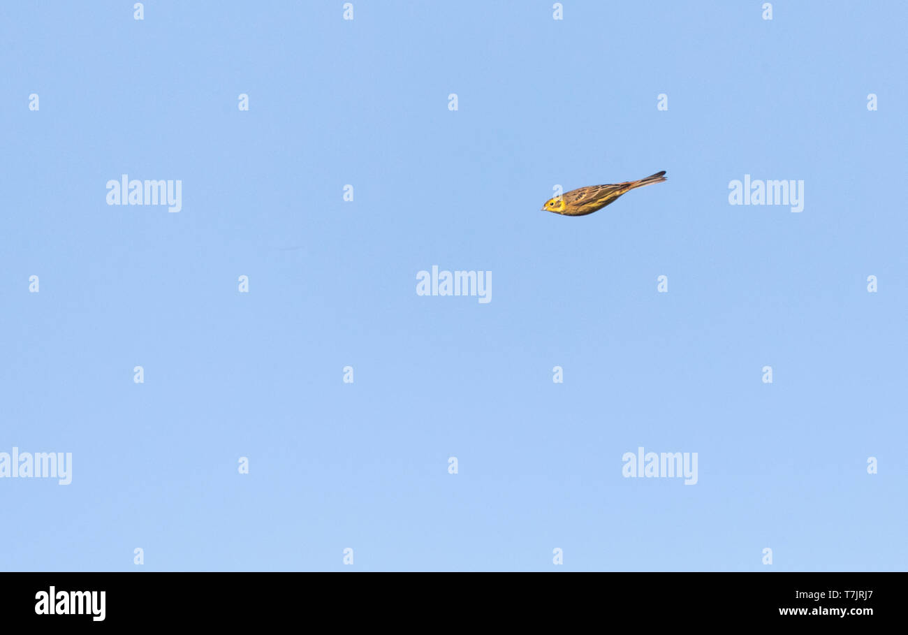 Yellowhammer (Emberiza citrinella) wintering on the Dutch Wadden Island ...